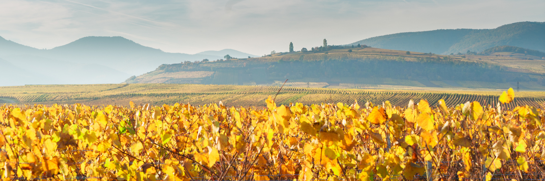 Explorez la Route des Vins à Vélo | Découvrez l'Alsace